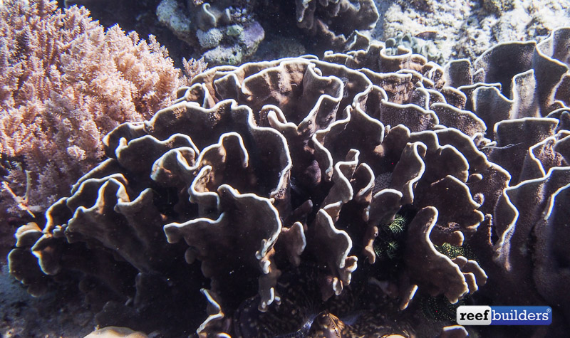 There’s probably more than one species of blue ridge coral, Heliopora ...