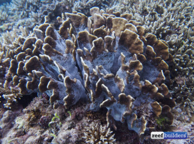 There’s probably more than one species of blue ridge coral, Heliopora ...