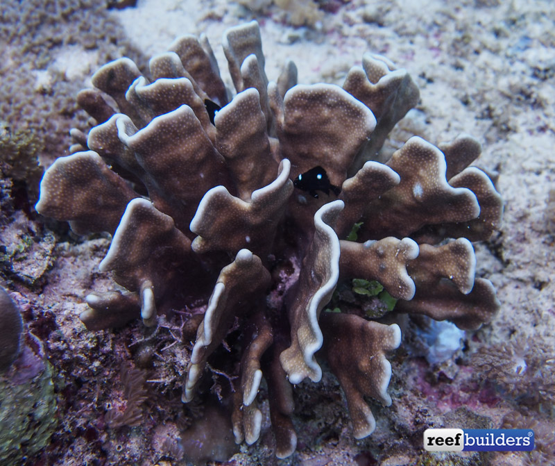 There’s probably more than one species of blue ridge coral, Heliopora ...