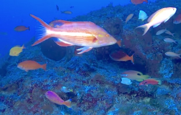 The Coolest Hawaiian reef fish get visually checklisted in this Kure ...