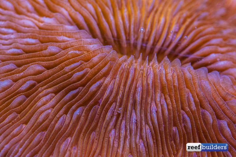 Unseen Corals: Orange Lobactis scutaria sighted at Quality Marine ...