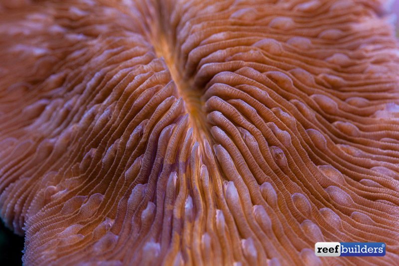 Unseen Corals: Orange Lobactis scutaria sighted at Quality Marine ...