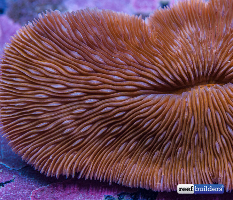 Unseen Corals: Orange Lobactis scutaria sighted at Quality Marine ...
