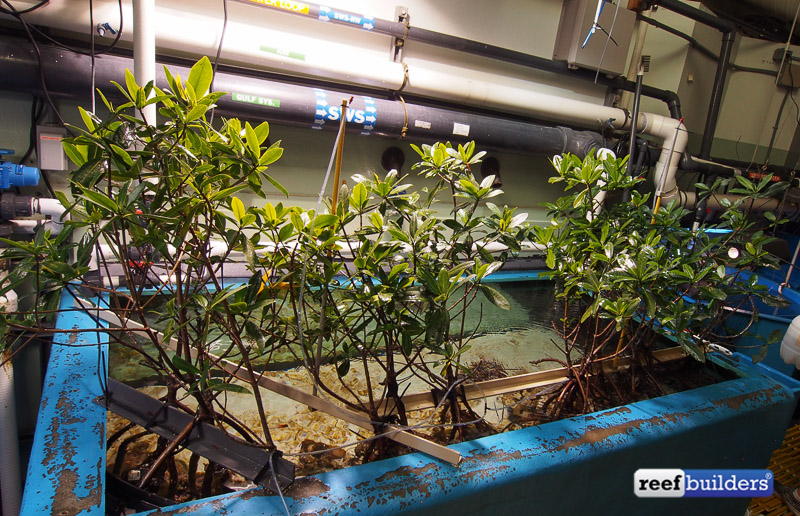 How to properly care for mangrove trees in ‘aquaria’ | Reef Builders ...