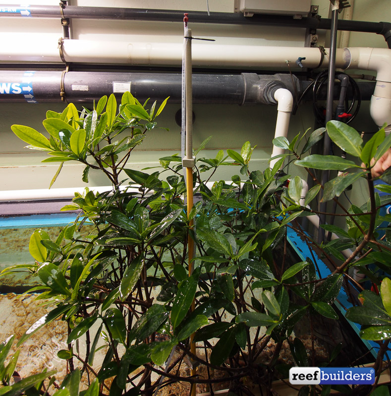 How to properly care for mangrove trees in ‘aquaria’ | Reef Builders ...