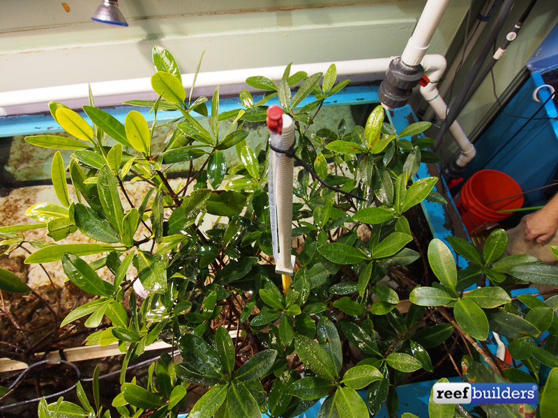 How to properly care for mangrove trees in ‘aquaria’ | Reef Builders ...