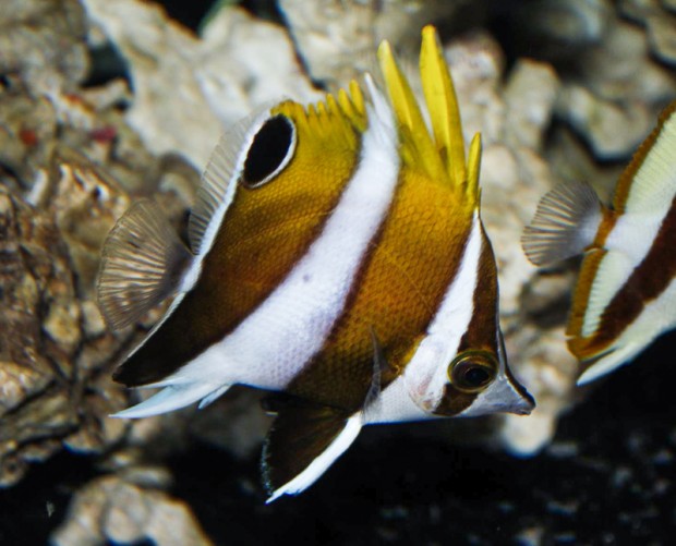 10 Rare Hawaiian Aquarium Fish | Reef Builders | The Reef and Saltwater ...