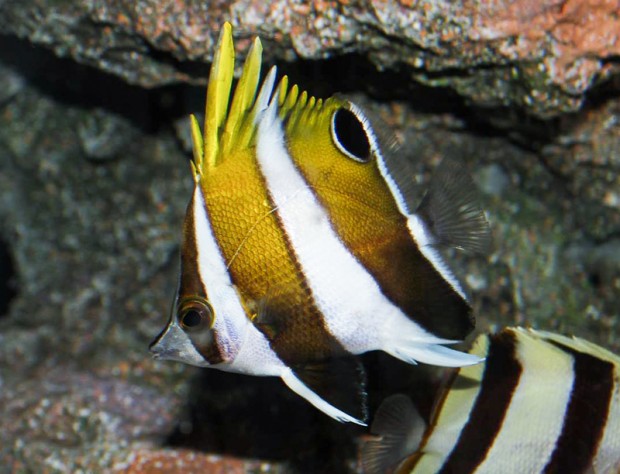Awesome Fish Spotlight: Roa excelsa | Reef Builders | The Reef and ...