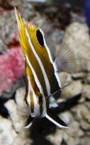 Awesome Fish Spotlight: Roa excelsa | Reef Builders | The Reef and ...