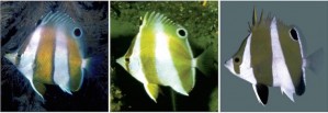 Awesome Fish Spotlight: Roa excelsa | Reef Builders | The Reef and ...