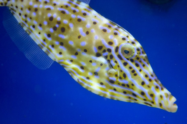 Filefish use teeth anchorage to hold on | Reef Builders | The Reef and ...