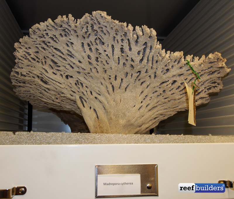A visit to the Smithsonian Institution’s vast coral collection | Reef ...