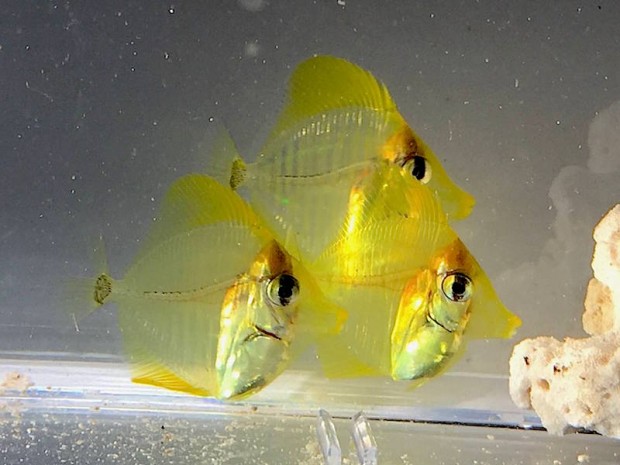 Yellow tangs finally captive bred by the Oceanic Institute | Reef ...