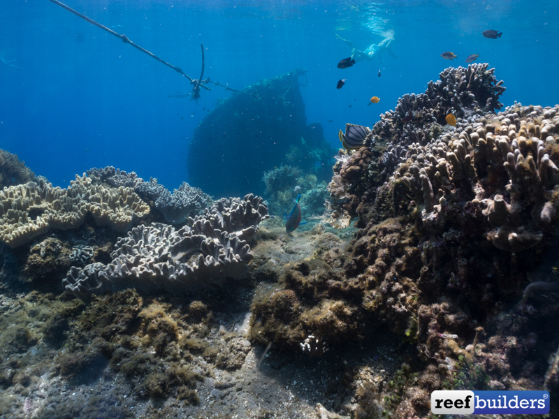 Reef Builders Indonesia Travelogue: Tulamben, Bali | Reef Builders ...