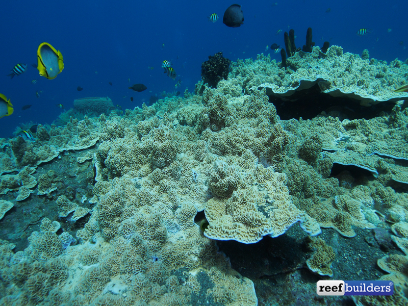 Reef Builders Indonesia Travelogue: Tulamben, Bali | Reef Builders ...