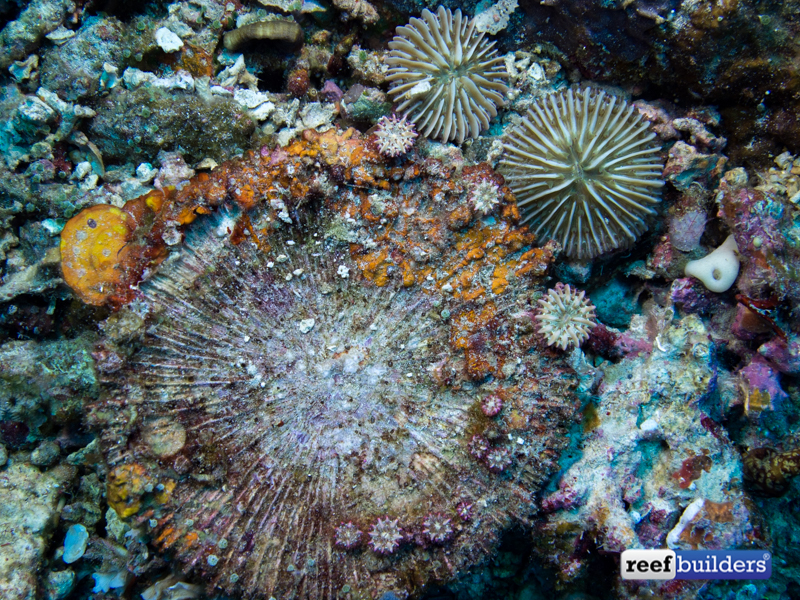 Crop circle of Fungia fralinae found in Menjangan Island, Indonesia ...
