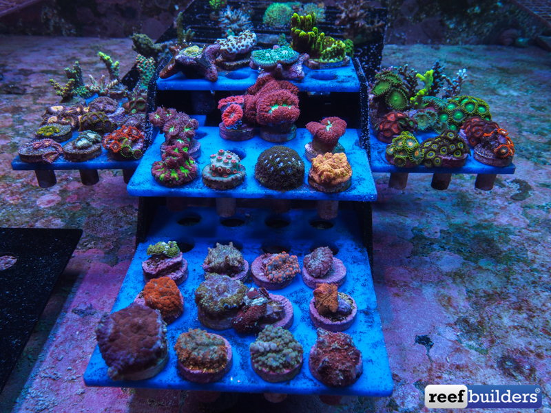 Innovative Marine’s Reef Rack is a condominium for coral frags | Reef ...