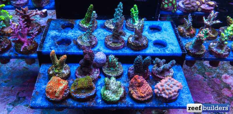 Innovative Marine’s Reef Rack is a condominium for coral frags | Reef ...