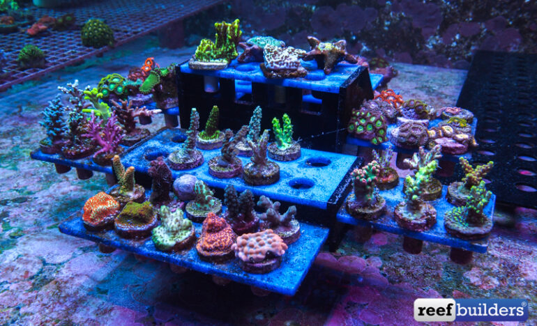 Innovative Marine’s Reef Rack is a condominium for coral frags | Reef ...