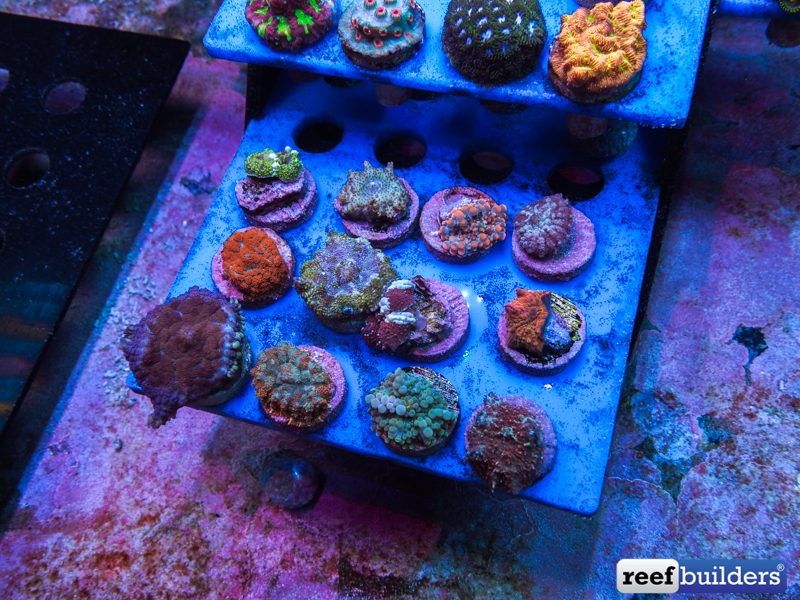 Innovative Marine’s Reef Rack is a condominium for coral frags | Reef ...