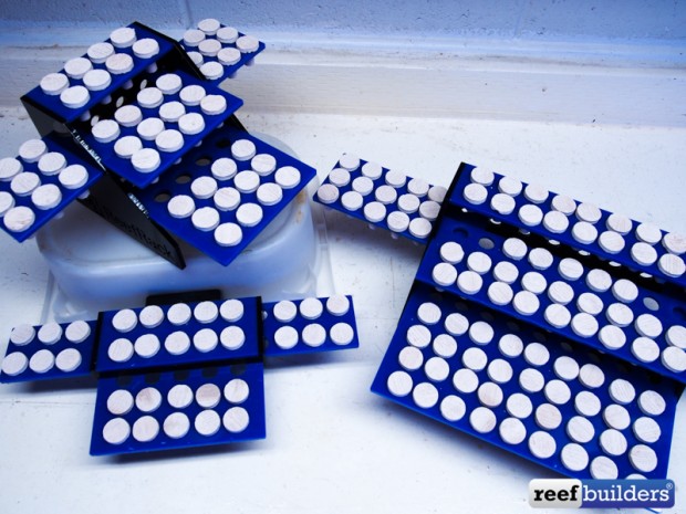 Innovative Marine’s Reef Rack is a condominium for coral frags | Reef ...