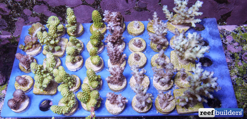 Innovative Marine’s Reef Rack is a condominium for coral frags | Reef ...