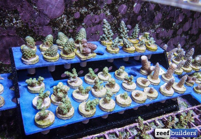 Innovative Marine’s Reef Rack is a condominium for coral frags | Reef ...