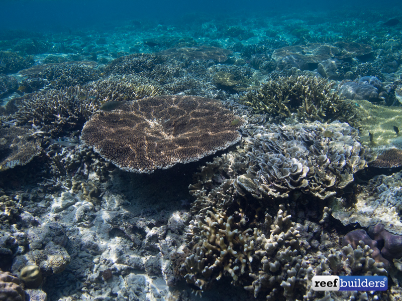 Reef Builders Indonesia Travelogue - Menjangan Island and Permuteran ...