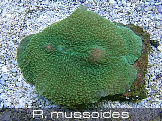 Exciting orange elephant ear mushroom sighted in Tulamben | Reef ...