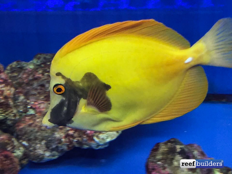 Hotspot of aberrant scopas tangs discovered south west of Java | Reef ...