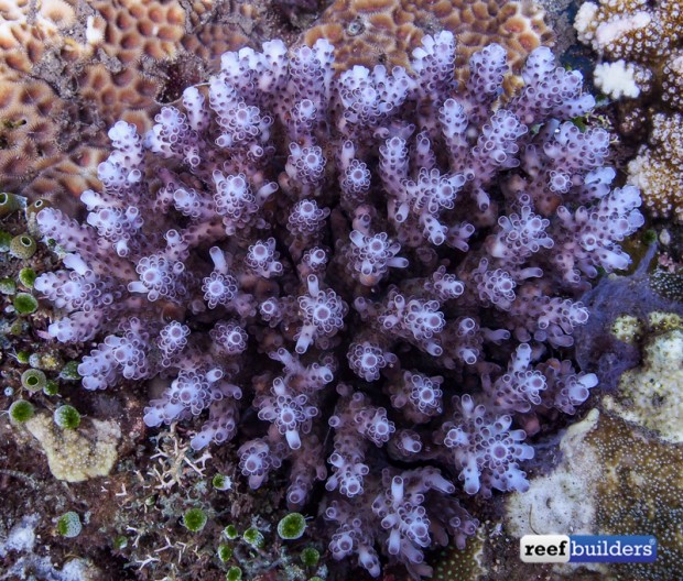 A perfect colony of Acropora cophodactyla in Tulamben, Bali | Reef ...