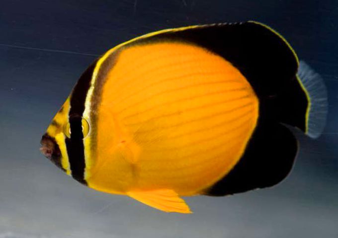Arabian butterflyfish eating prepared food on video | Reef Builders ...