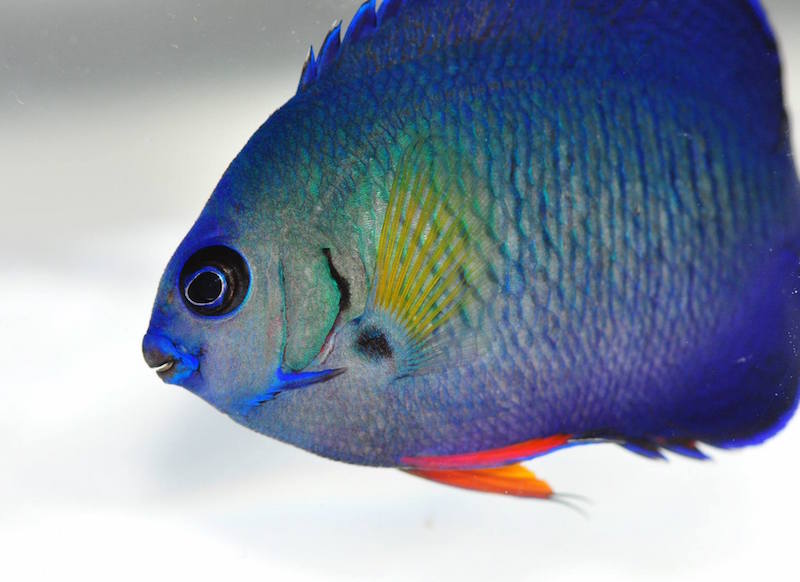 Jimmy’s Ma’s incredible ‘Blue Monster’ coral beauty angelfish | Reef ...