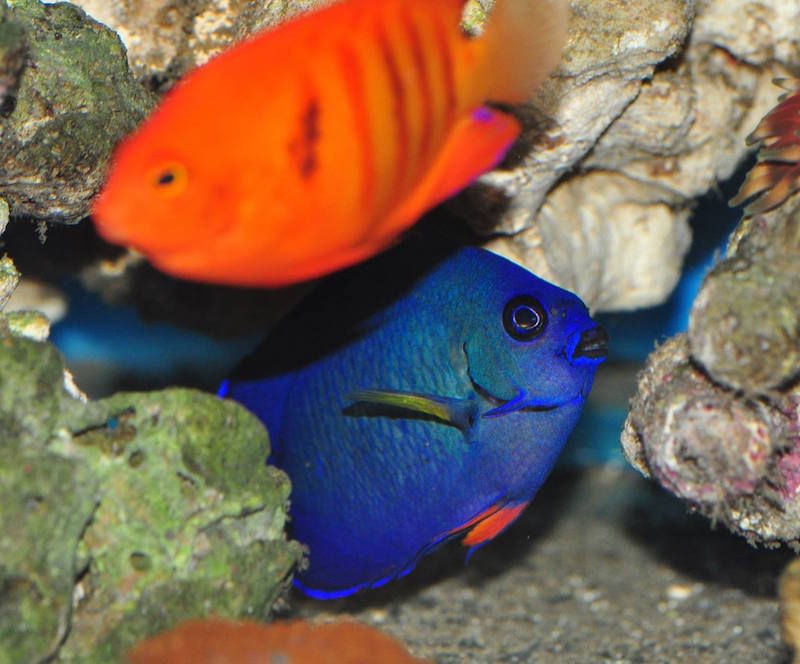 Jimmy’s Ma’s incredible ‘Blue Monster’ coral beauty angelfish | Reef ...