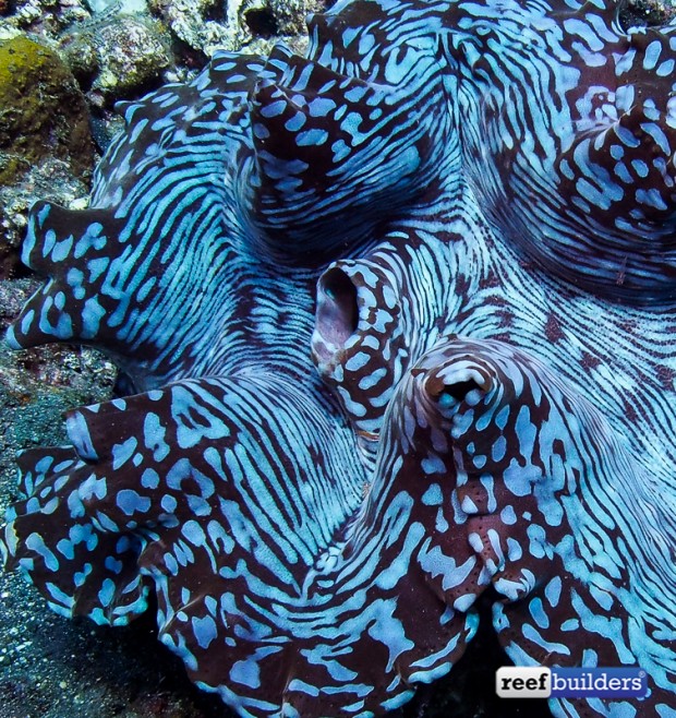 Video: Stunning adult blue squamosa clam in Tulamben, Bali | Reef ...