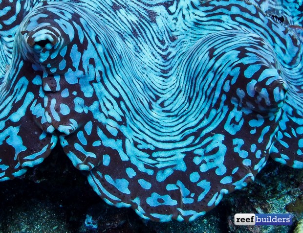Video: Stunning adult blue squamosa clam in Tulamben, Bali | Reef ...