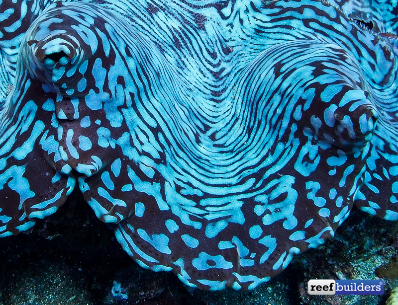 Video: Stunning adult blue squamosa clam in Tulamben, Bali | Reef ...