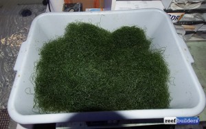 Pax Bellum ARID Filter review: the most ‘intense’ way to grow ...