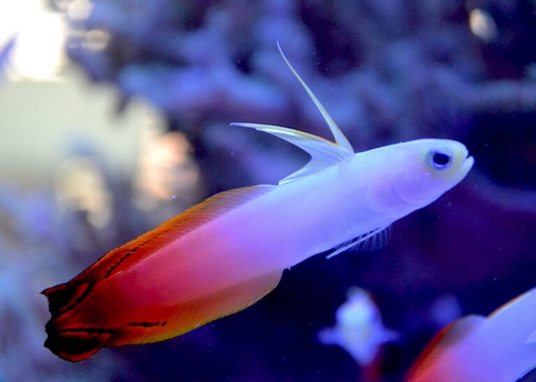 Rare double fin firefish makes its way to House of Fins | Reef Builders ...
