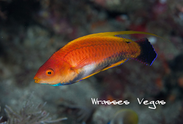3.4 Fairy Wrasses: The filamentosus group | Reef Builders | The Reef ...