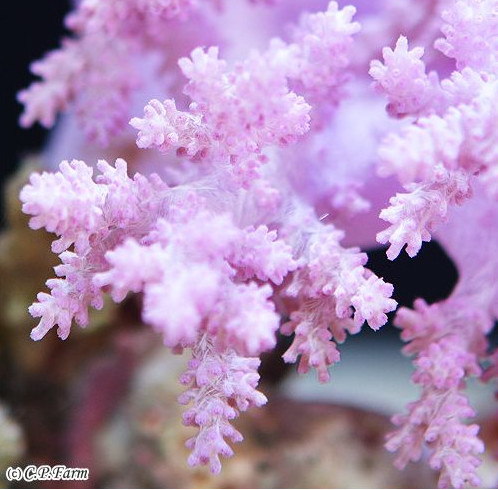 True pink Nephthea is Japan’s best kept secret | Reef Builders | The ...
