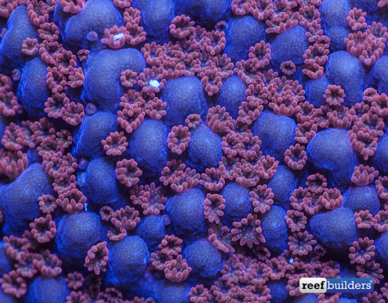 An intimate look at the amazing Montipora | Reef Builders | The Reef ...