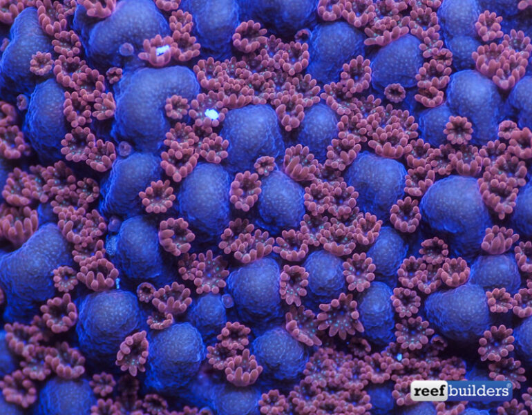 An intimate look at the amazing Montipora | Reef Builders | The Reef ...