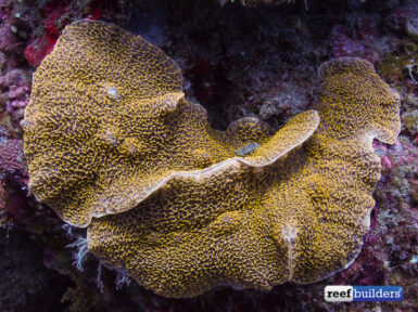 Panic! at the Disco(soma) - An Overview of Discosoma spp. Corallimorphs ...