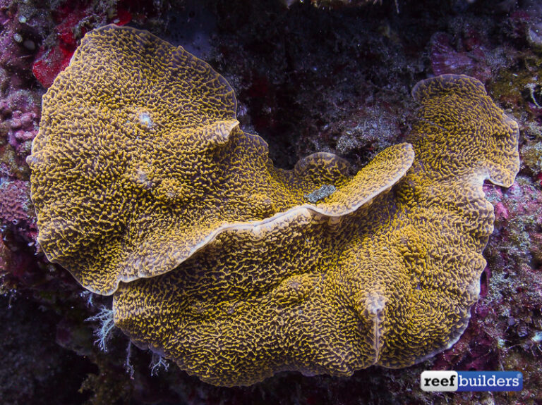 Panic! at the Disco(soma) - An Overview of Discosoma spp. Corallimorphs ...