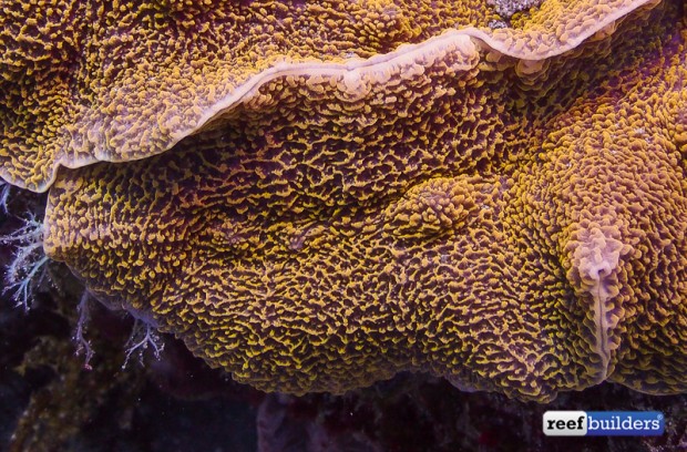 Exciting orange elephant ear mushroom sighted in Tulamben | Reef ...