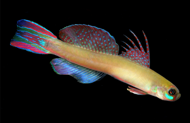 Navigobius vittatus from Brunei is the newest species of Dartfish ...