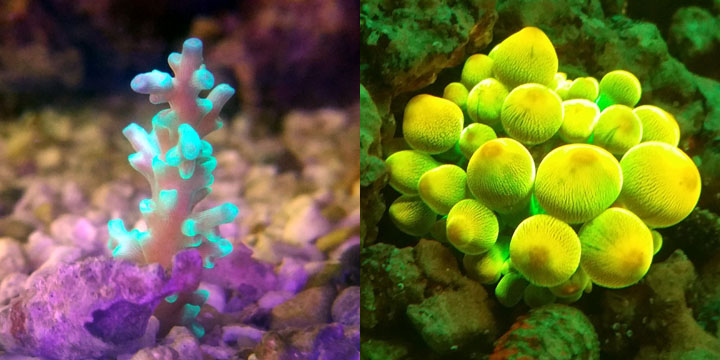 Reef Brite UVA high power LED bars add pop to your pigments | Reef ...