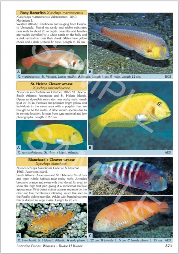 Cyber Monday: Labridae Fishes: Wrasses $119, free U.S. shipping | Reef ...