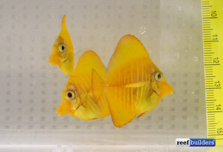 An update on the captive bred yellow tang | Reef Builders | The Reef ...